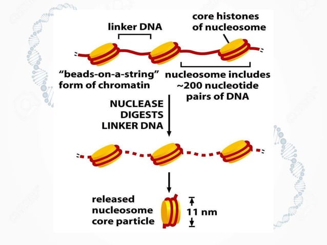 Reading Dna Packaging In Eukaryotes And Prokaryotes