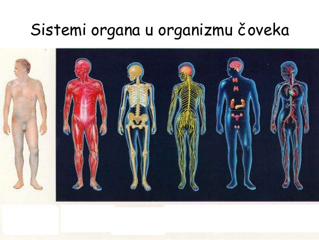 Nivoi organizacije, ćelija i ćelijska deoba-ponavljanje