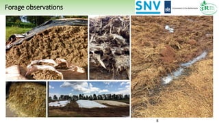 Total diet ration balancing software for dairy cows | PPT