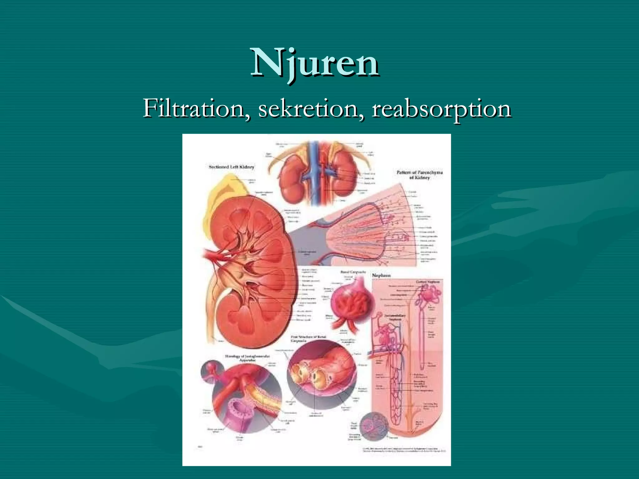 Njurens funktion | PPT