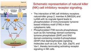NK and ADCC.pptx