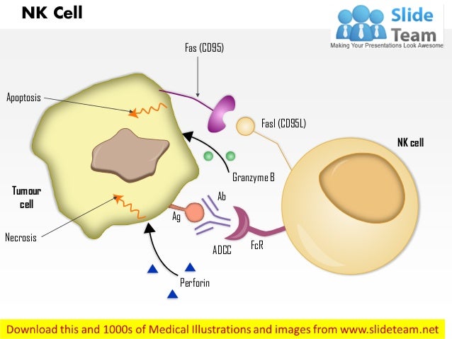 Nk cell medical images for power point