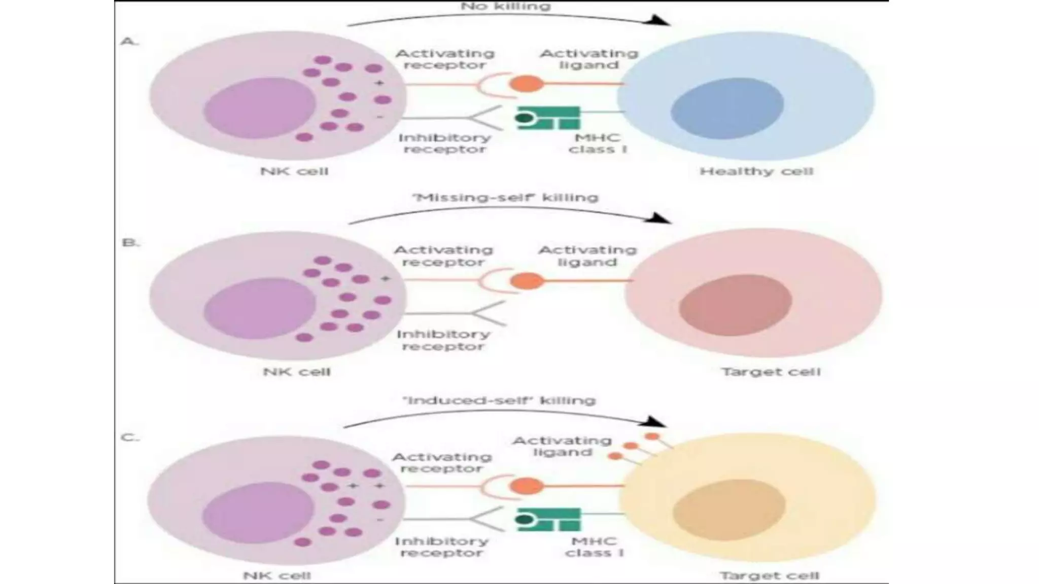 Nk cells and their functions | PPTX