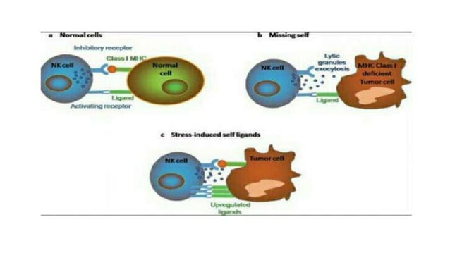 Nk cells and their functions | PPTX | Infectious Diseases | Diseases ...