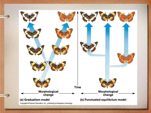 Complex Adaptive Systems and Communities | PPTX