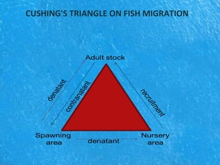 C2.03: Identifying essential fish habitats using oceanographic process ...