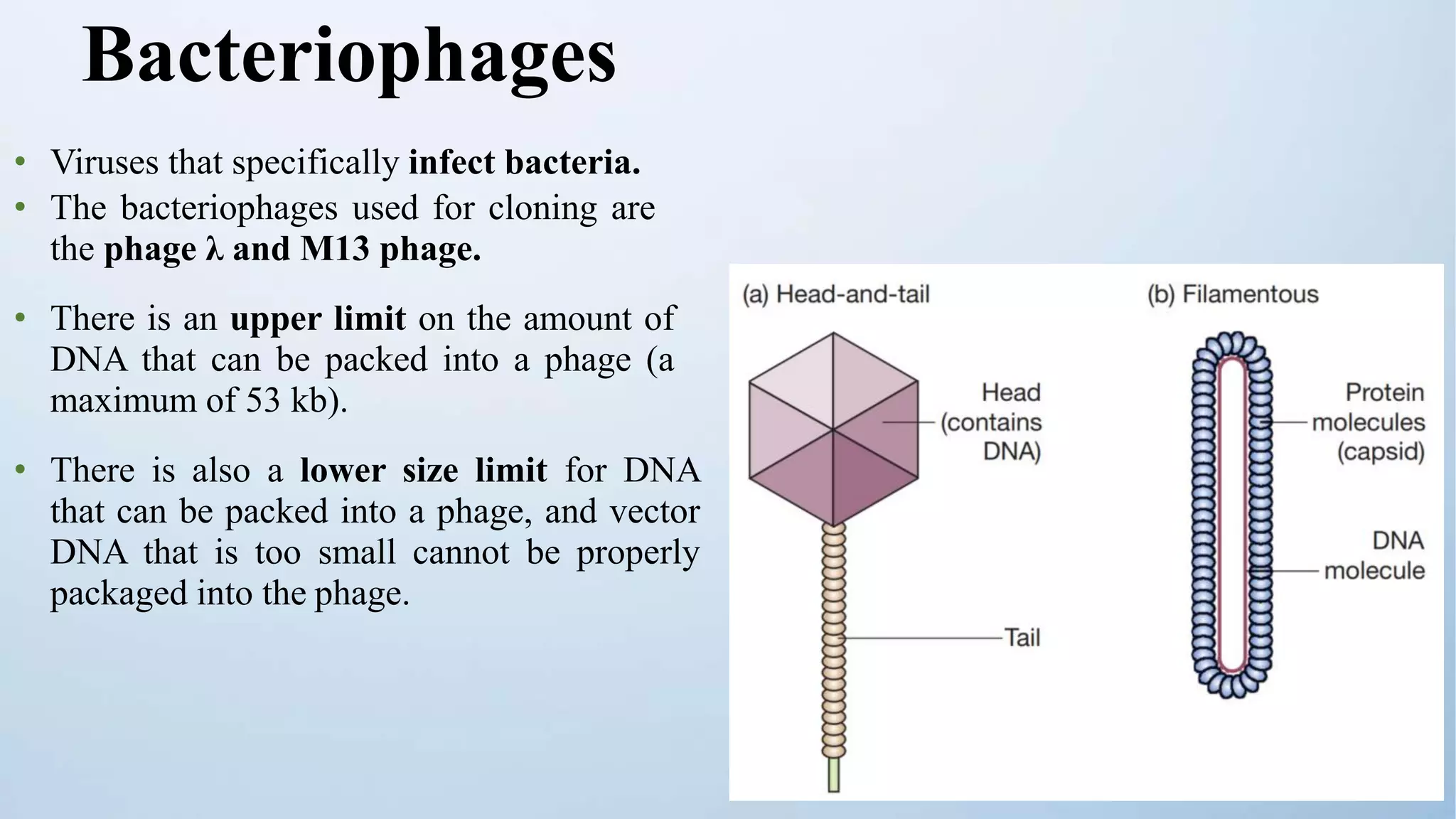 Lecture_3-Vectors.pdf