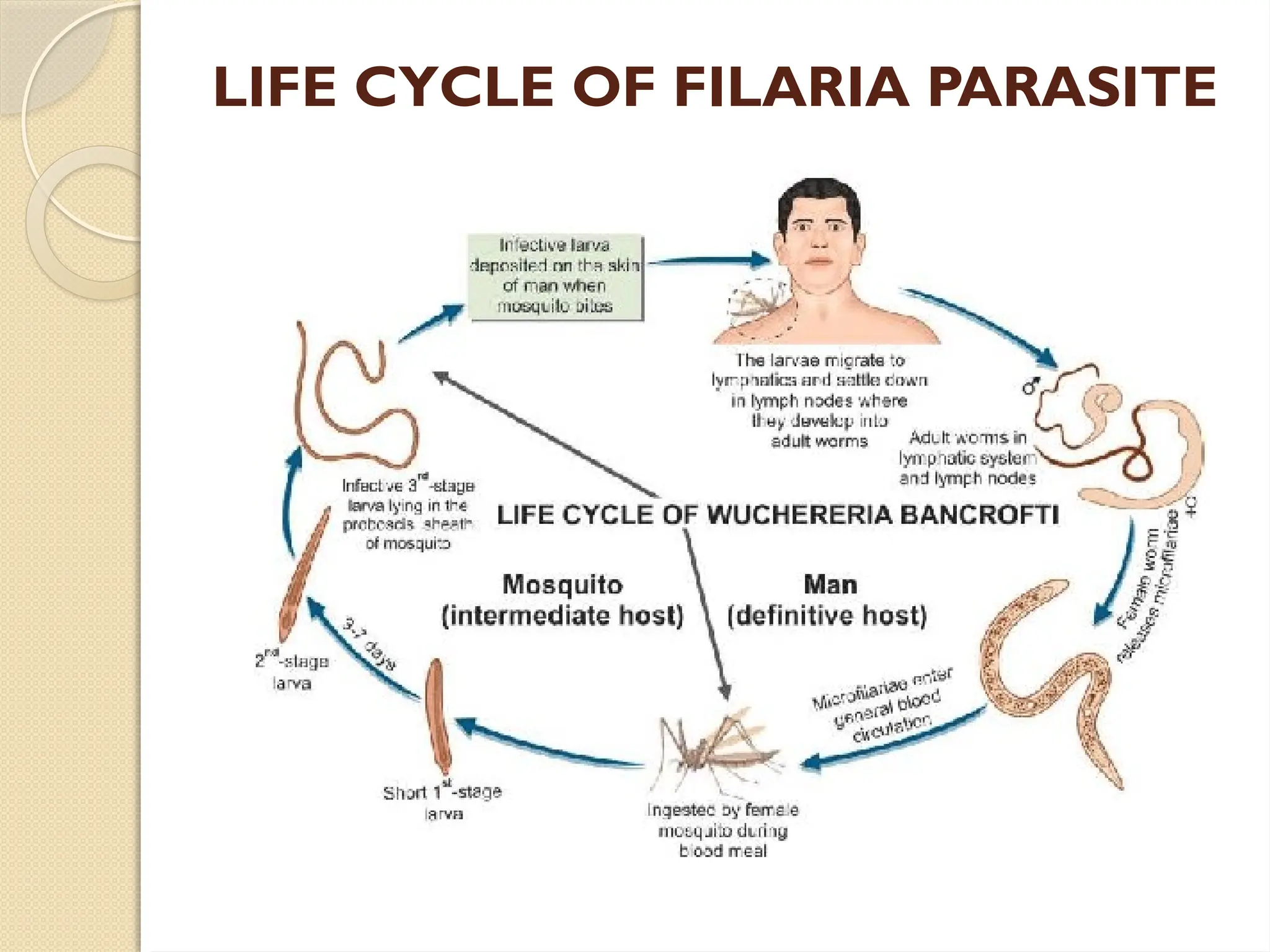 national filariasis control programme ppt | PPTX