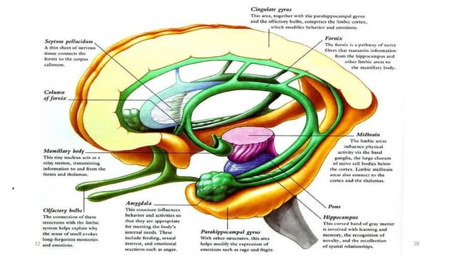 NEUOANATOMY-LIMBIC HISTOLOGY AND ANATOMY | PPT