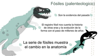 Evidencias de la evolucion - Fosiles | PPTX