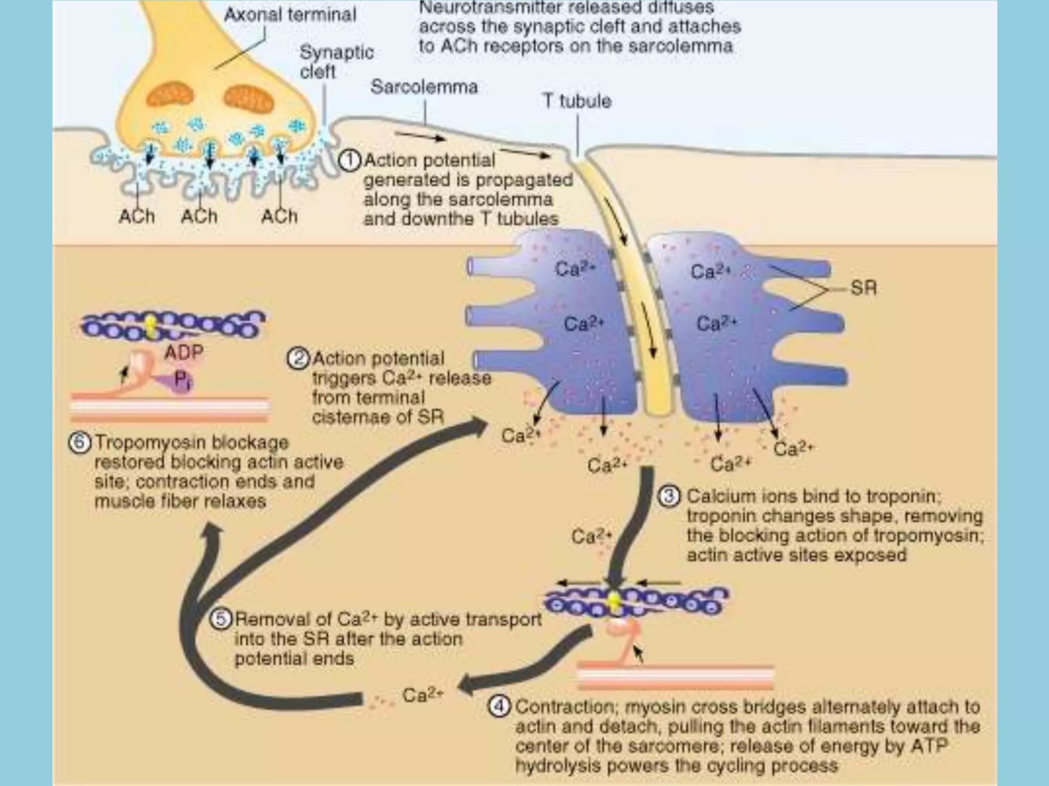 Illustrations of neuromuscular transmission | PPTX | Physical Therapy ...