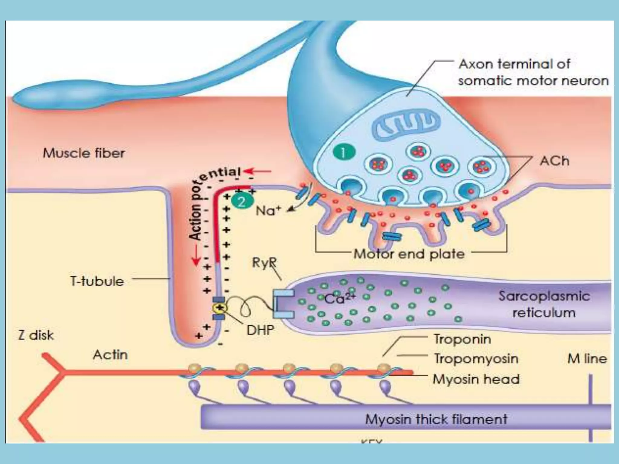 Illustrations of neuromuscular transmission | PPTX | Physical Therapy ...