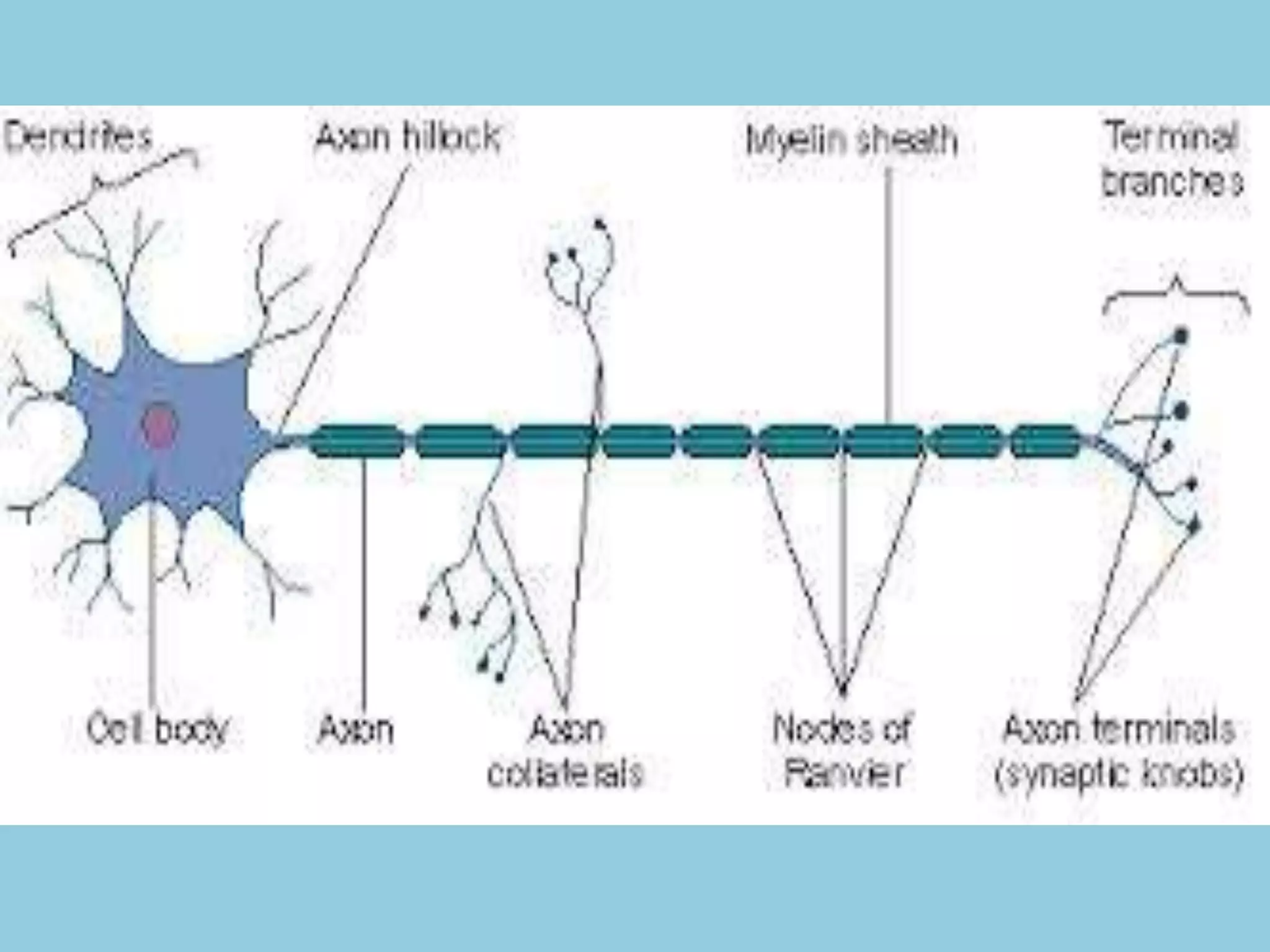 Illustrations of neuromuscular transmission | PPT
