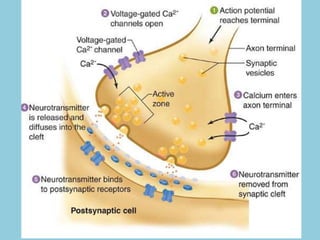 Illustrations of neuromuscular transmission | PPTX | Physical Therapy ...