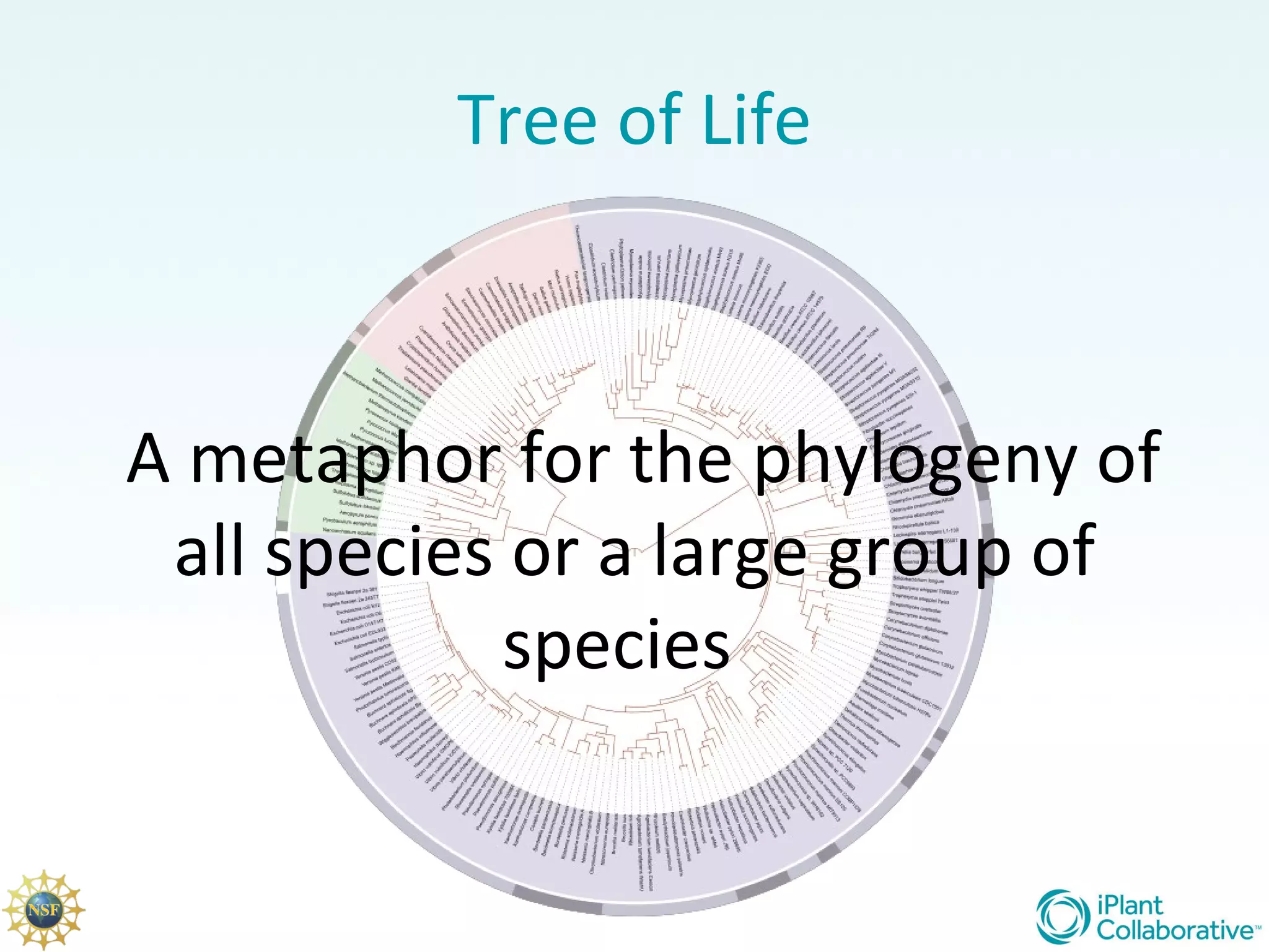 iPlant Tree of Life | PPT