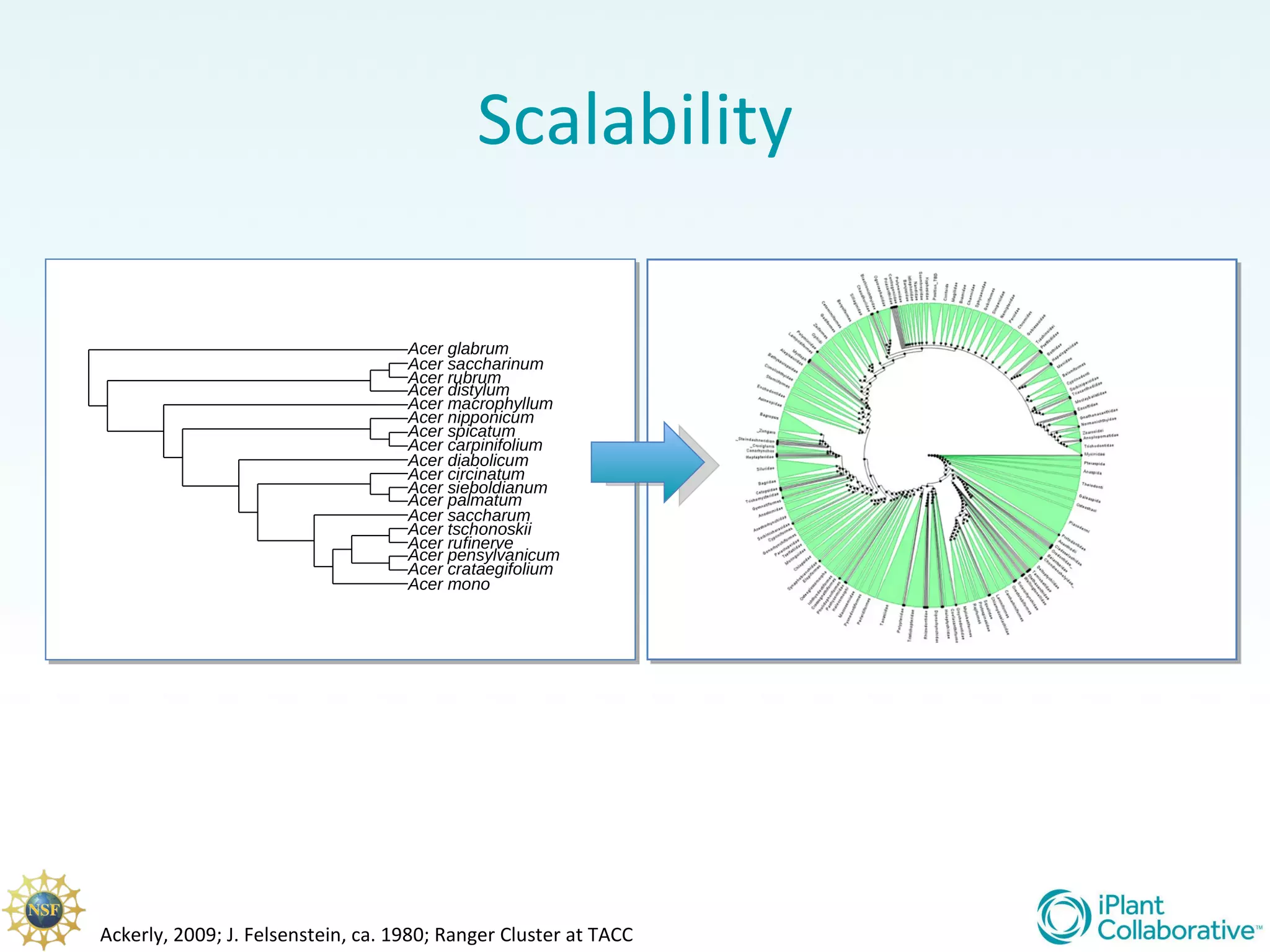 iPlant Tree of Life | PPT