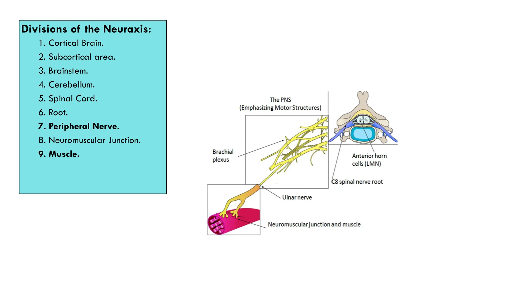 Neuro muscular disorders of childe and adolescent | PPTX