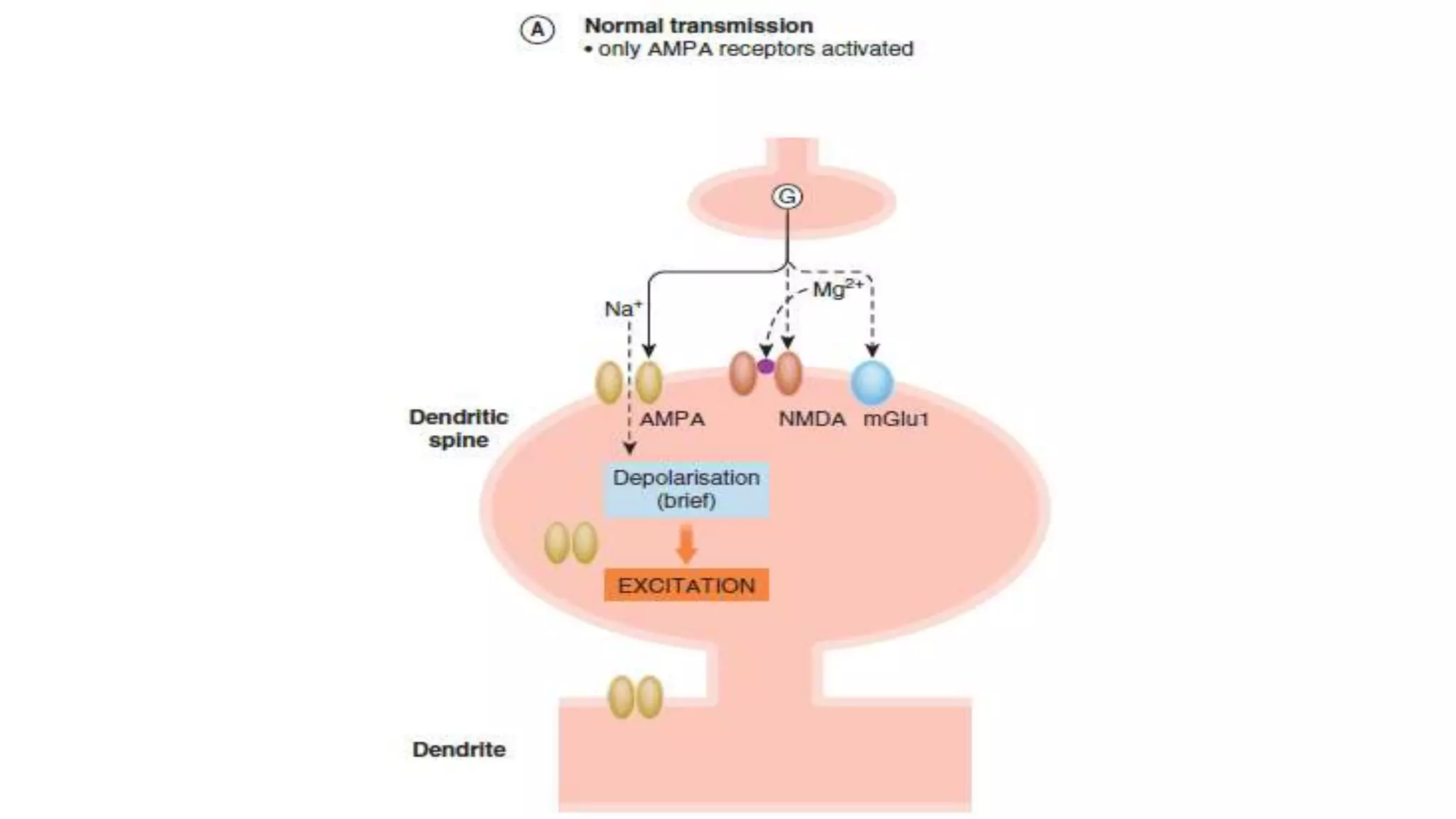 NMDA receptors and drugs acting on them | PPTX