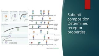 Nmda receptors and glun3 subunits: a review | PPT