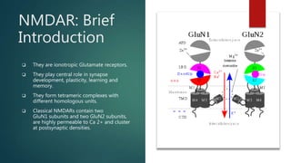 Nmda receptors and glun3 subunits: a review | PPT