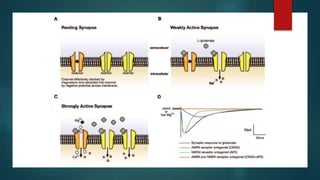Nmda receptors and glun3 subunits: a review | PPT