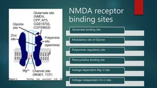 Nmda receptors and glun3 subunits: a review | PPT