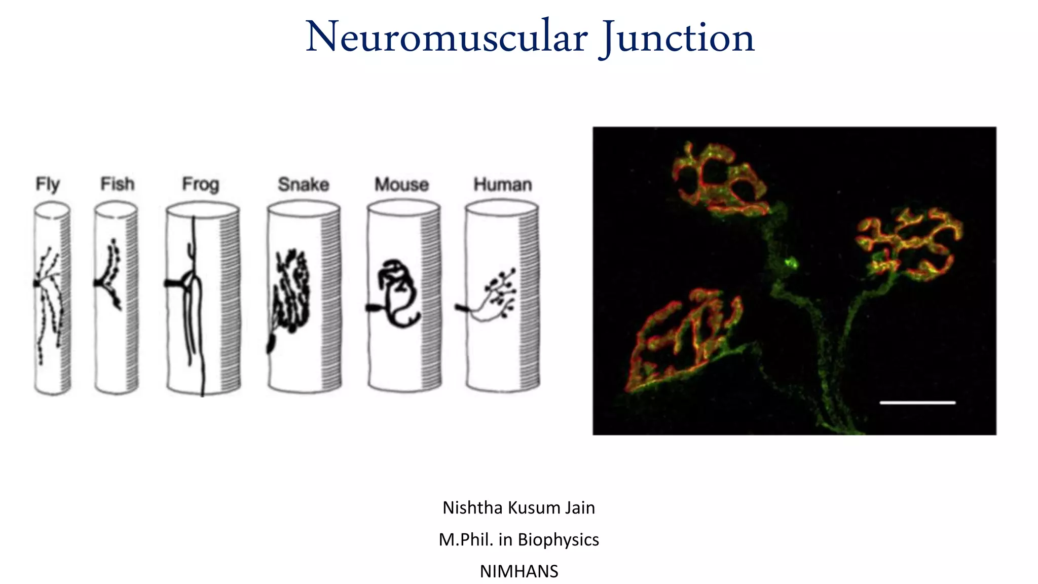 Neuromuscular Junction | PPT