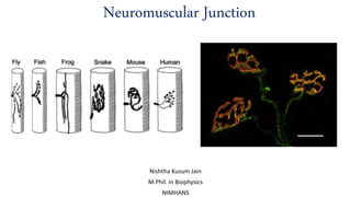Neuromuscular Junction | PPTX