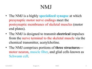 Neuro Muscular Junction.pptx | Brain and Nervous System Disorders ...