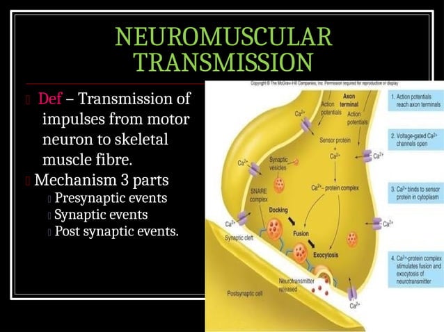 neuro muscular junction power point presentation | PPT