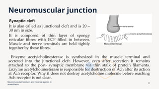 neuro muscular junction and NMB and reversal agents | PPTX