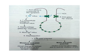 Detailed Overview of Neuromuscular Junction Structure and Transmission ...
