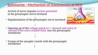 Detailed Overview of Neuromuscular Junction Structure and Transmission ...
