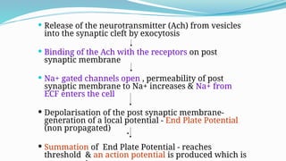 Detailed Overview of Neuromuscular Junction Structure and Transmission ...