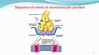 Detailed Overview of Neuromuscular Junction Structure and Transmission ...