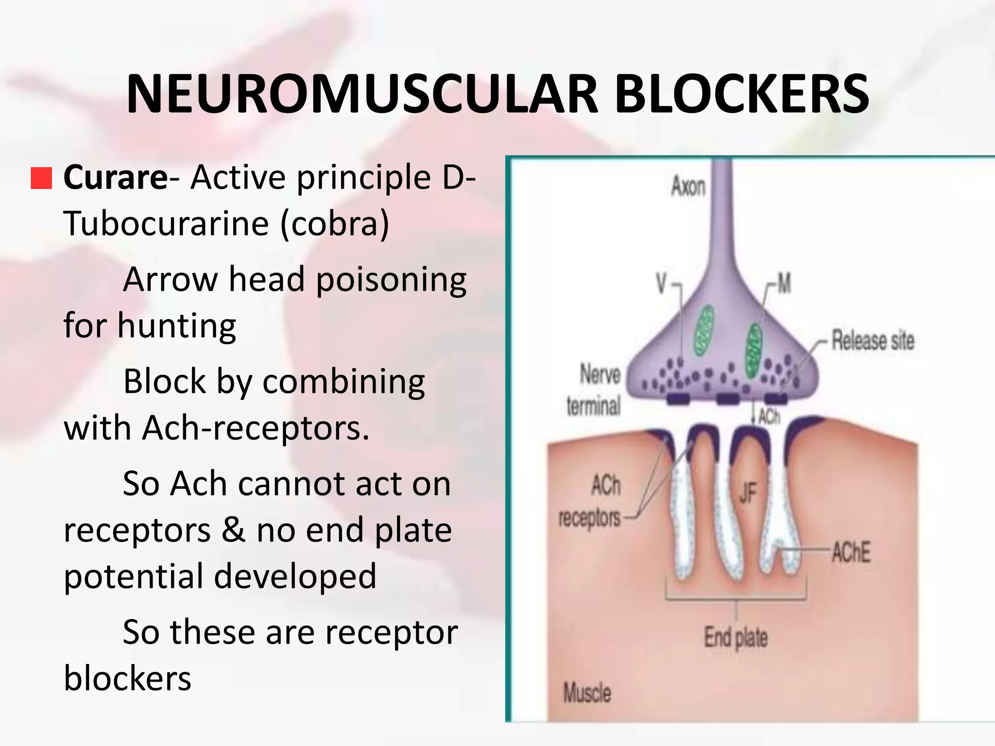 NEUROMUSCULAR JUNCTION | PPTX