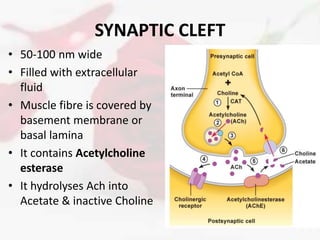 Synaptic Cleft Muscle