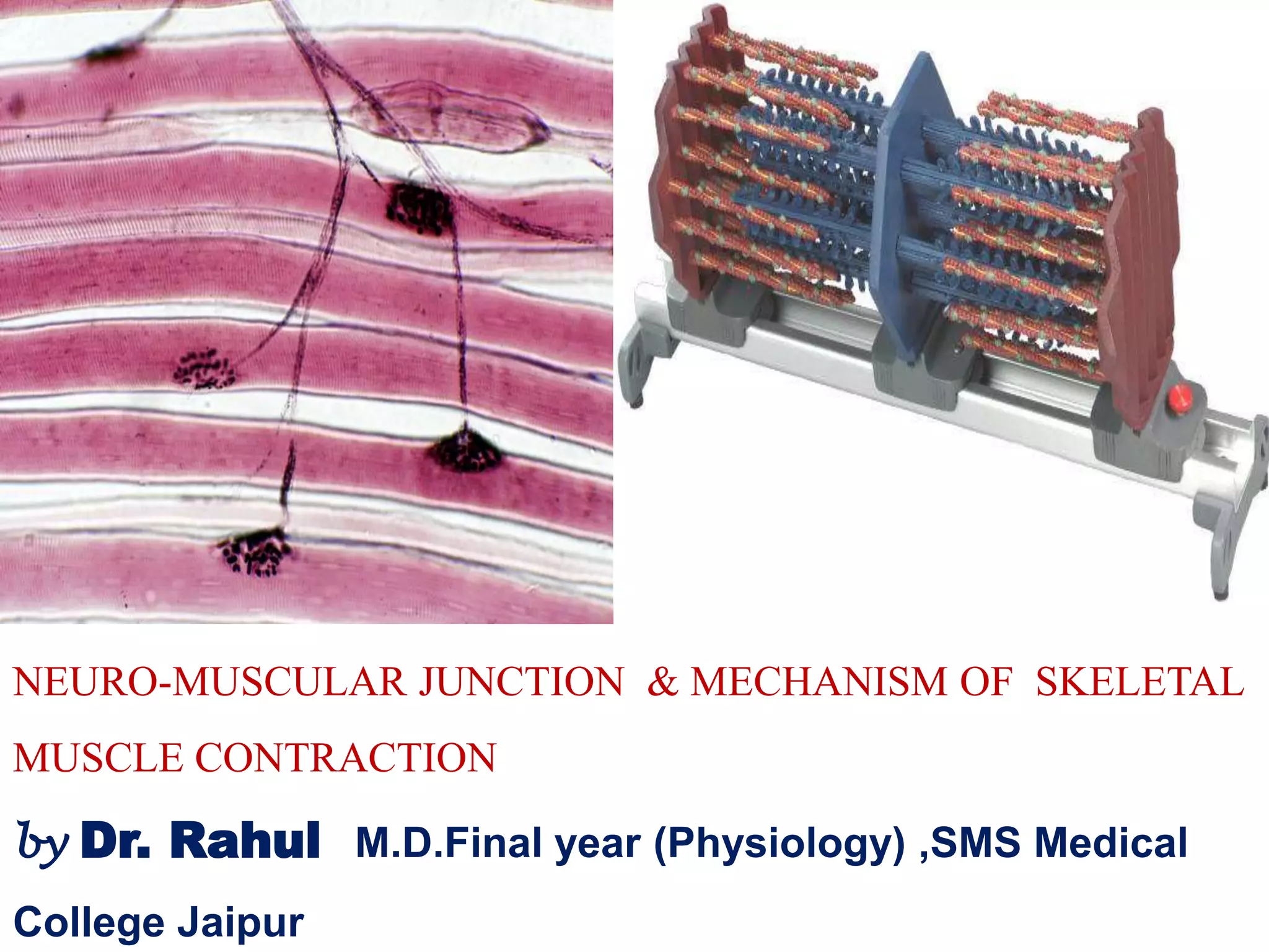 NEURO-MUSCULAR Junction and SKELETAL muscular contraction DR.RAHUL | PPTX