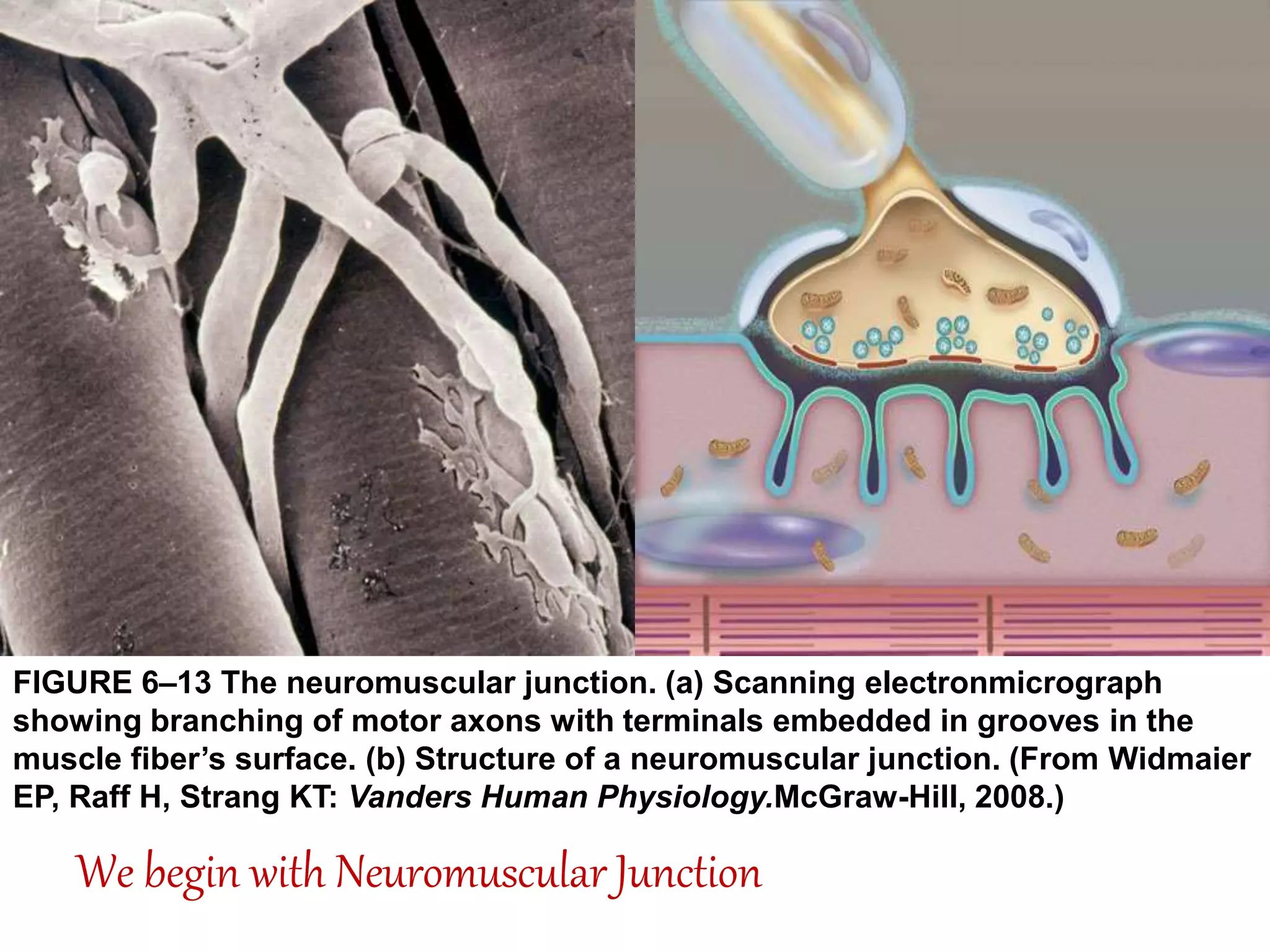 NEURO-MUSCULAR Junction and SKELETAL muscular contraction DR.RAHUL | PPTX