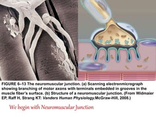 NEURO-MUSCULAR Junction and SKELETAL muscular contraction DR.RAHUL | PPTX