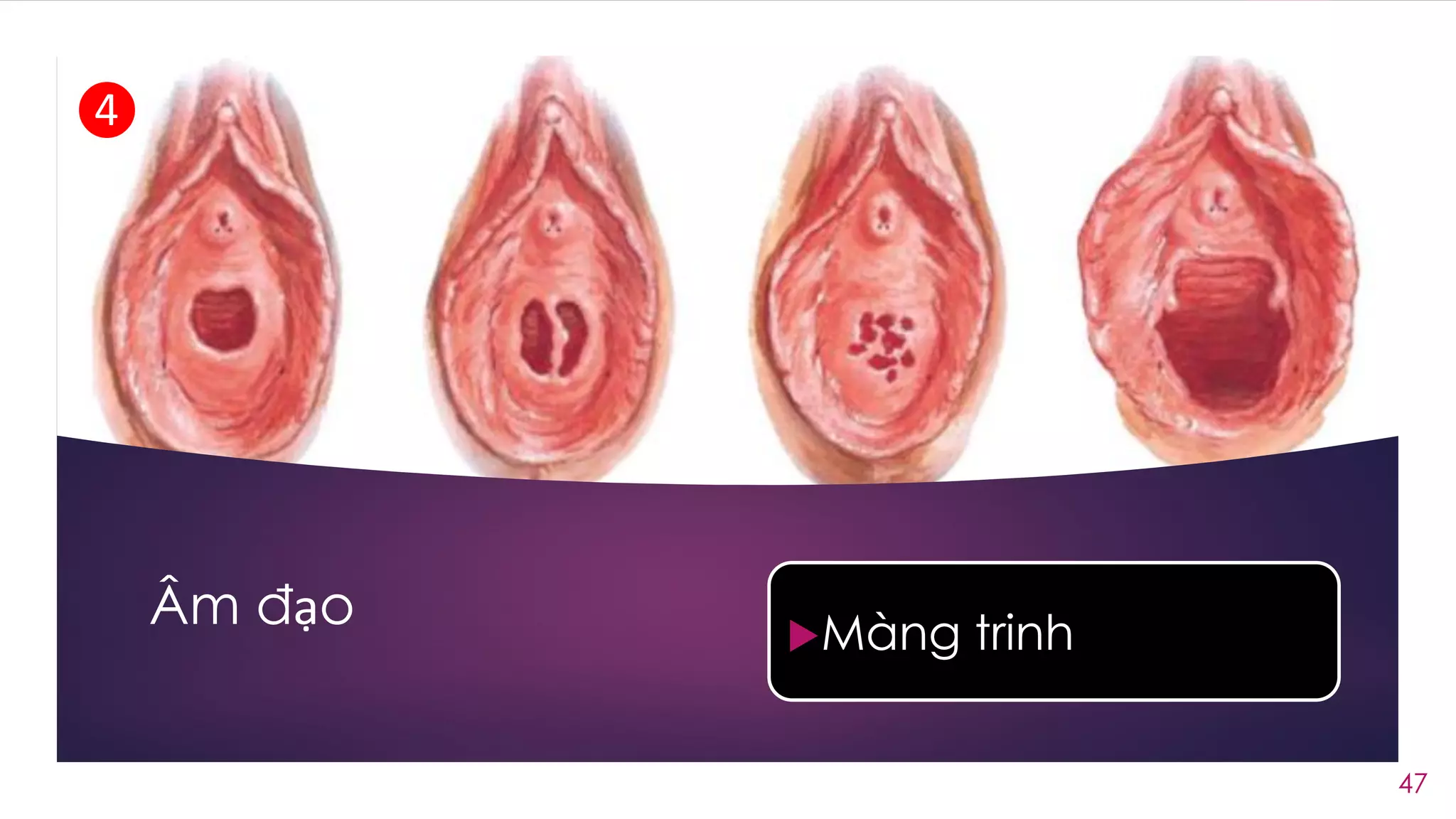 giải phẫu hệ sinh dục | PDF