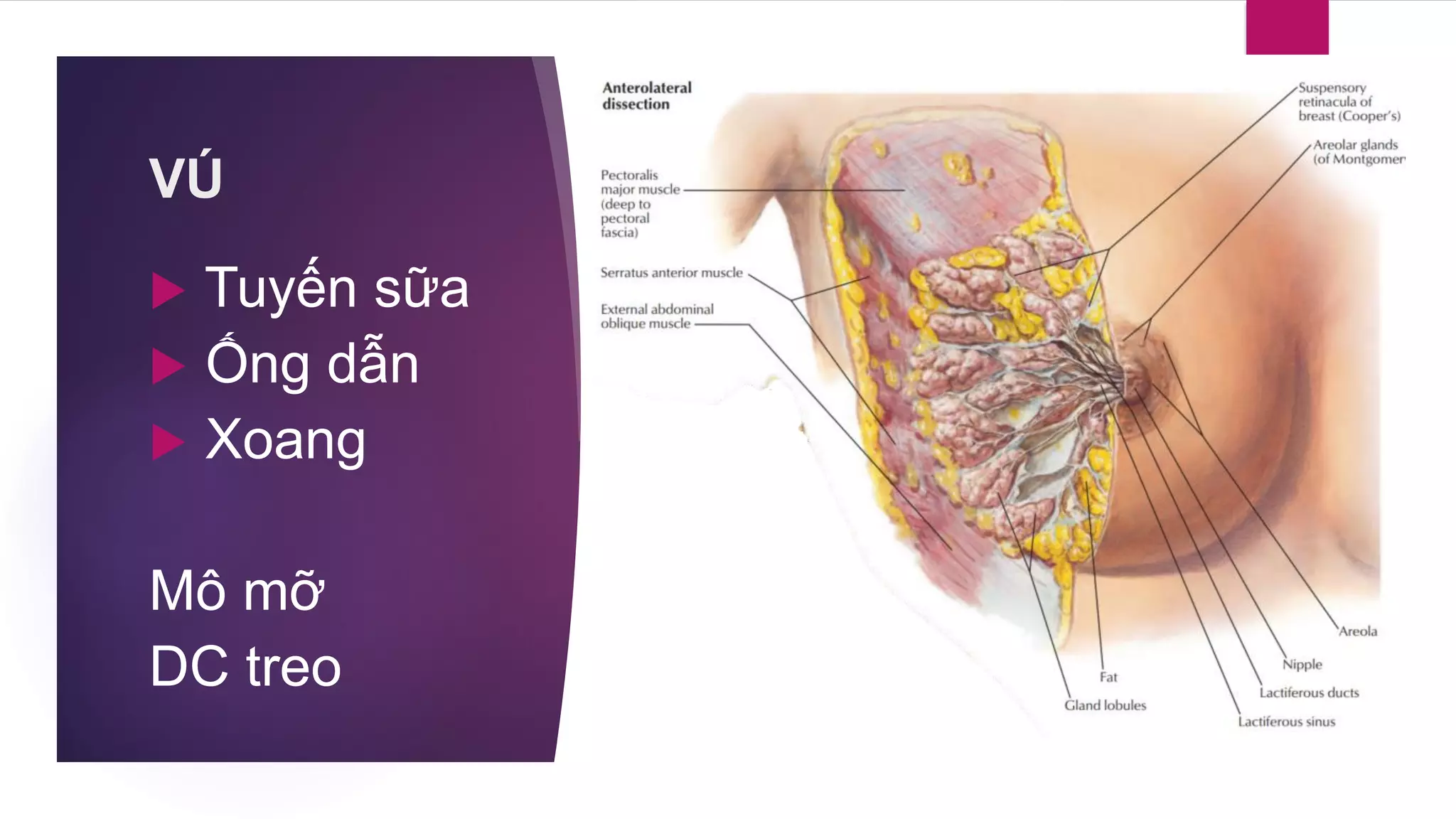 giải phẫu hệ sinh dục | PDF
