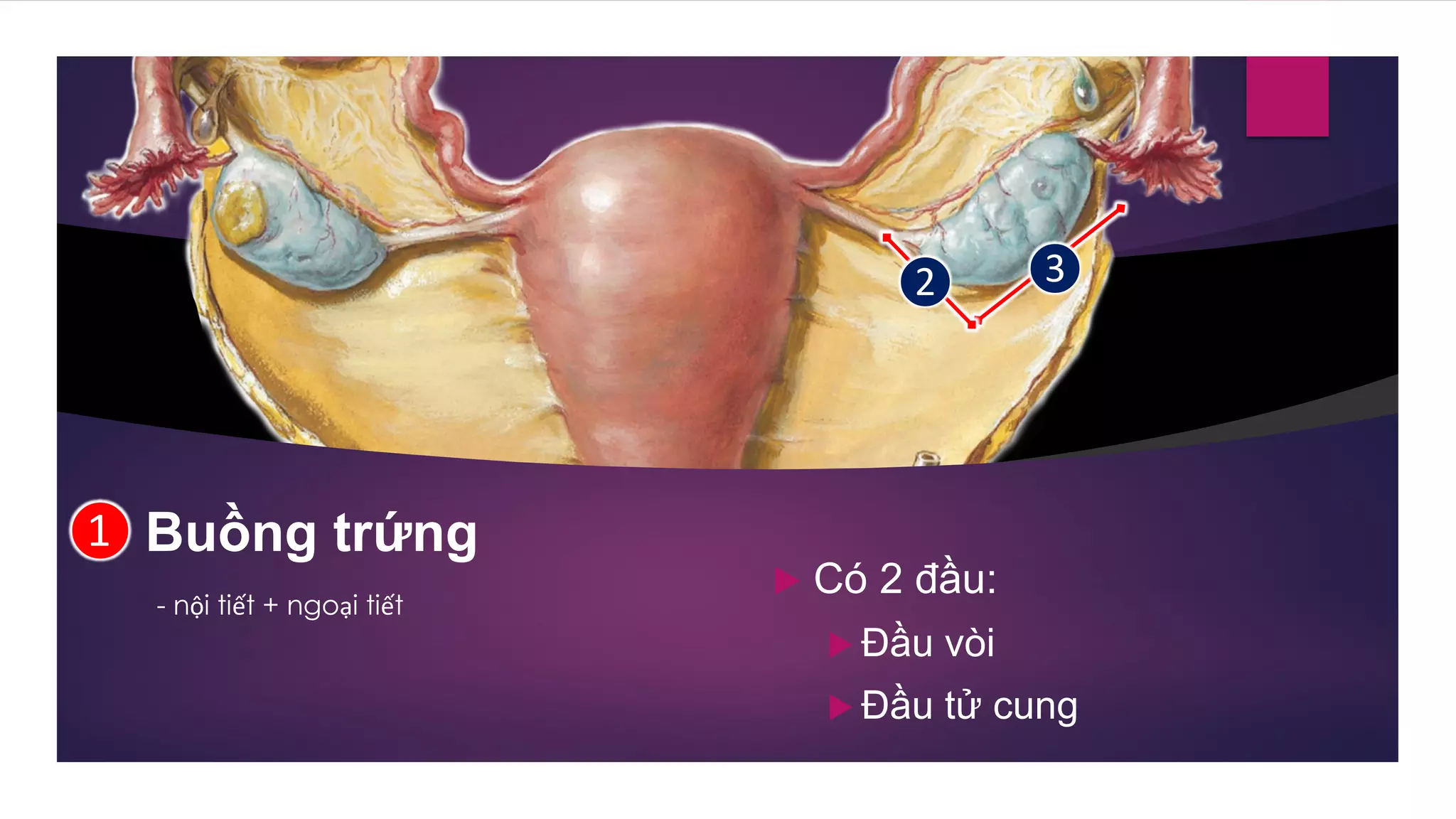 giải phẫu hệ sinh dục | PDF
