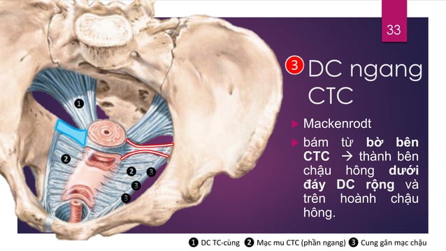 giải phẫu hệ sinh dục | PDF