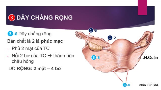 giải phẫu hệ sinh dục | PDF