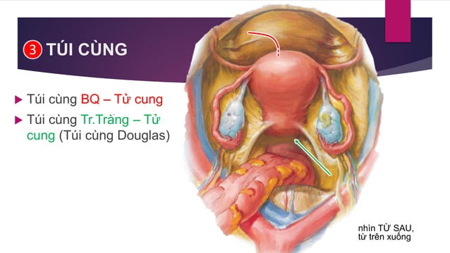 giải phẫu hệ sinh dục | PDF