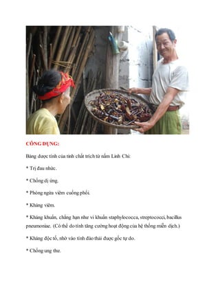 Nấm linh chi lim xanh tự nhiên Quảng Nam | PDF