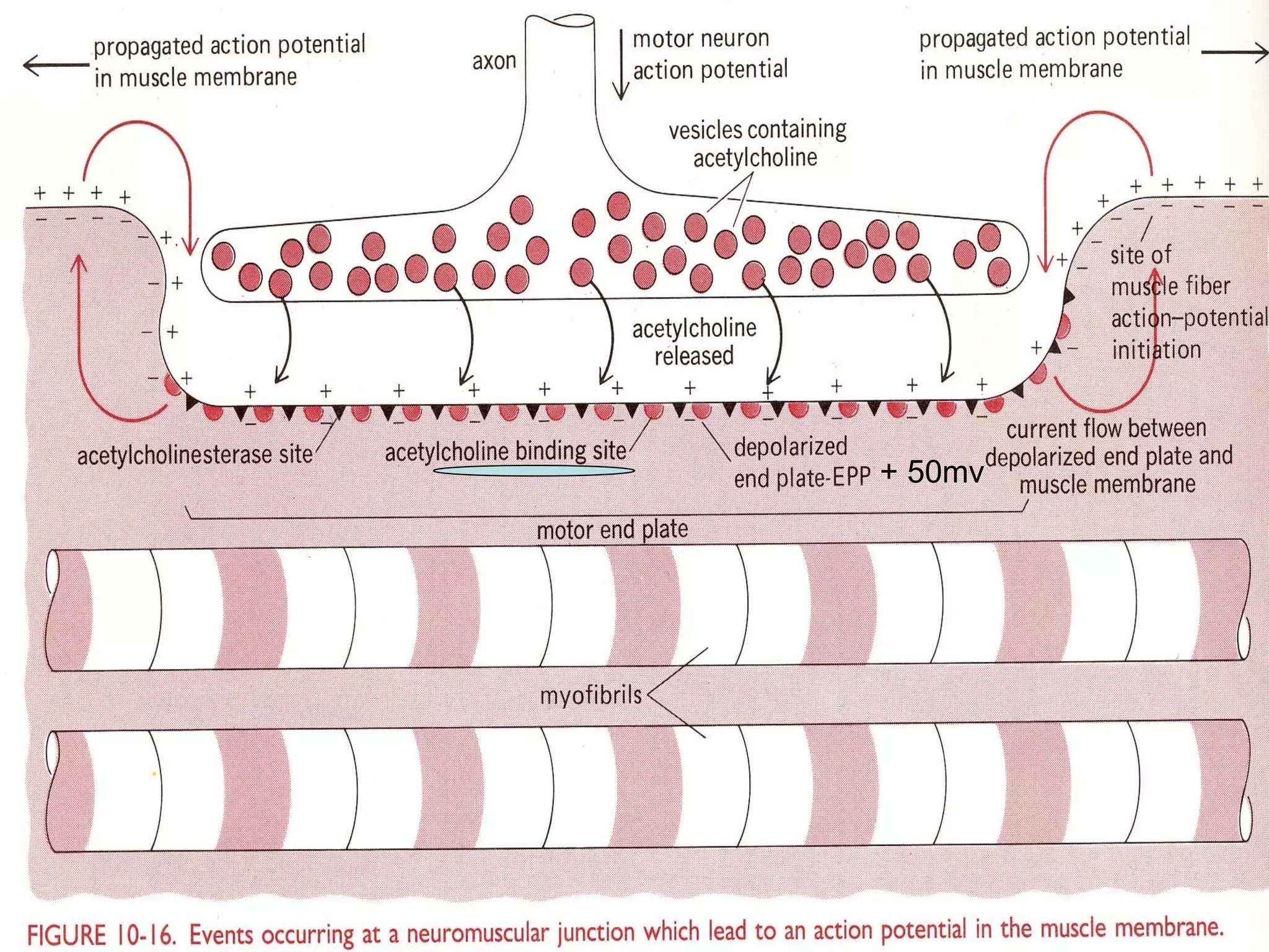 Neuromuscular Transmission | PPT