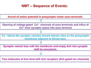 Neuromuscular Transmission | PPT | Computer Peripherals | Computing