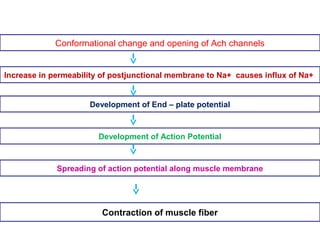 Neuromuscular Junction Flow Chart
